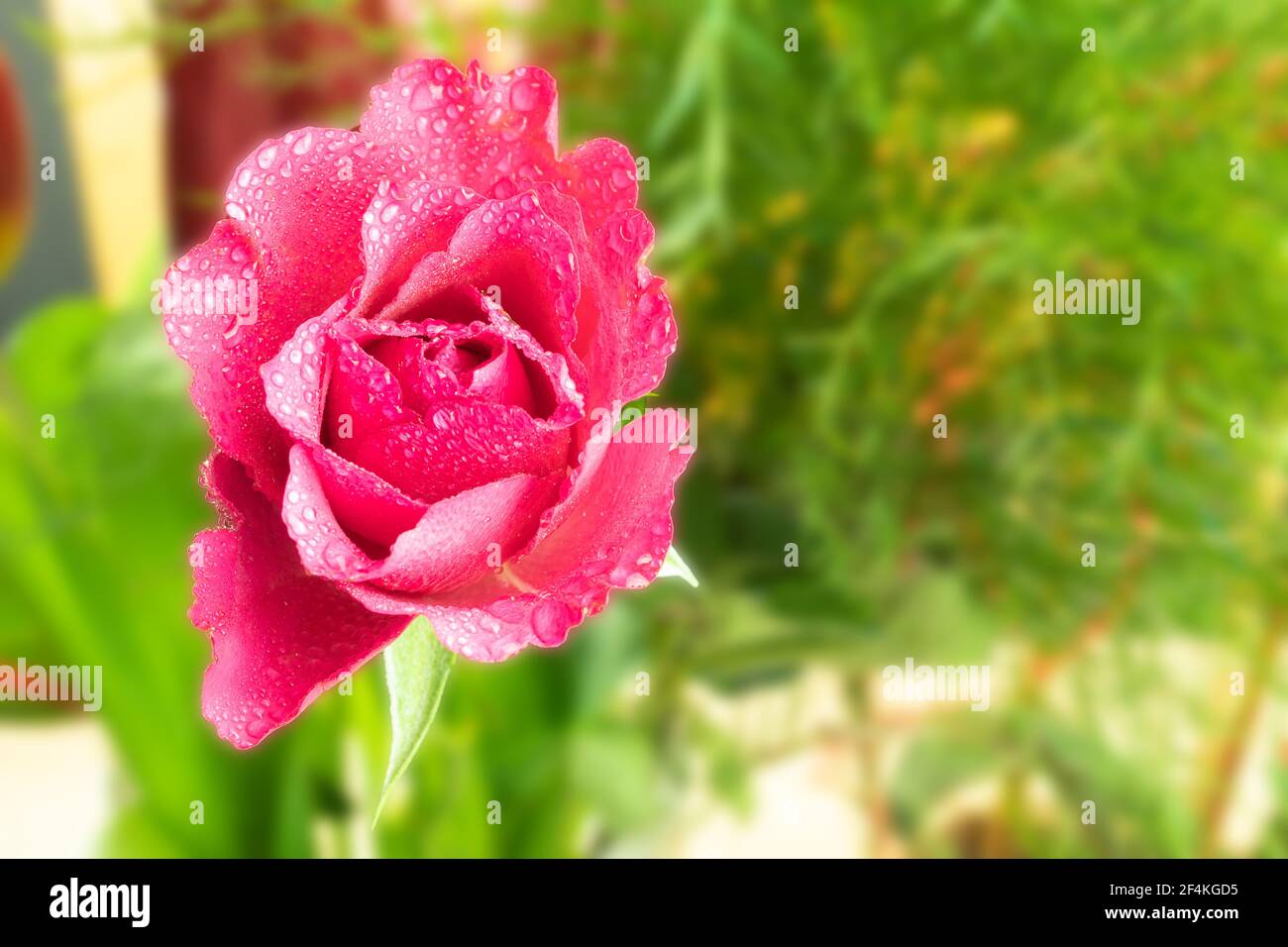 Red rose and dew drops on a green background. Red rose with water drops ...
