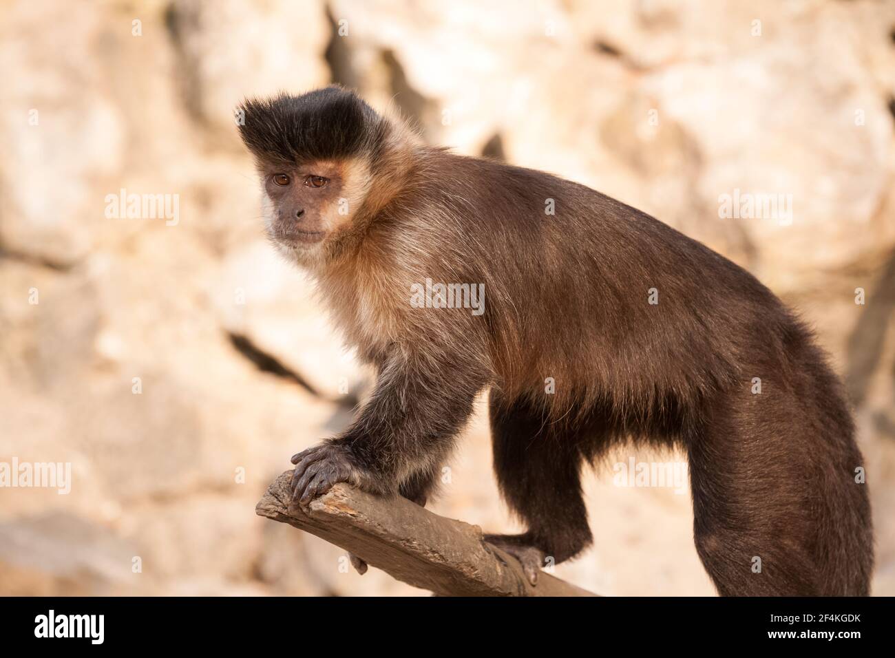 Baby squirrel teeth hi-res stock photography and images - Alamy
