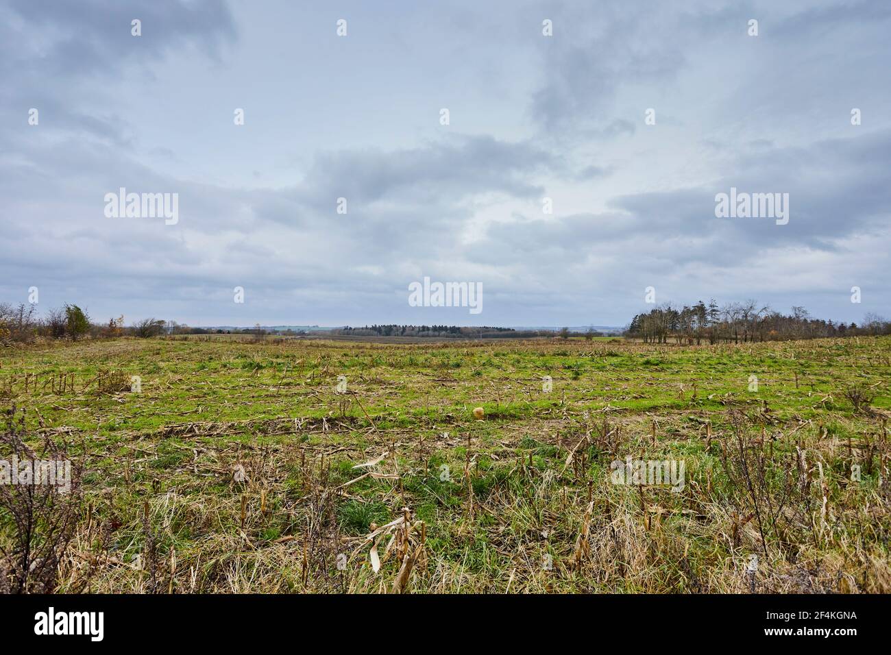a large green crop field with dead crop Stock Photo - Alamy