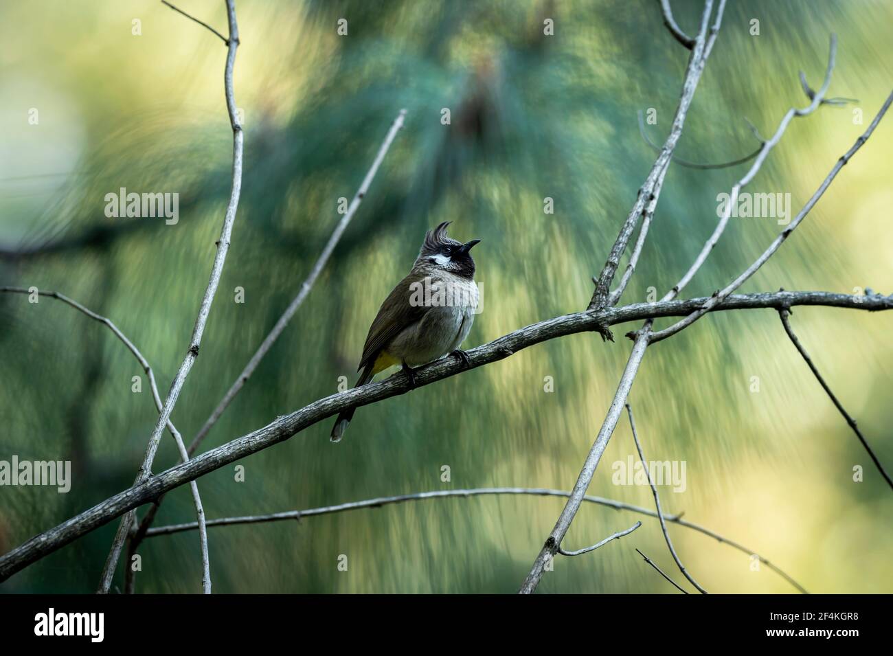 Himalayan bulbul or white cheeked bulbul bird portrait in natural green ...