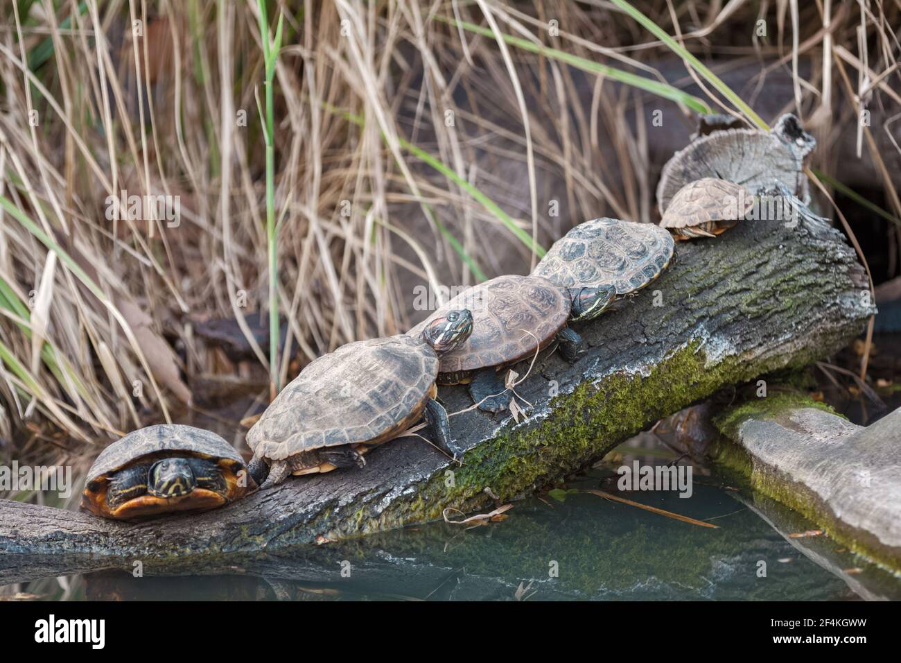 River map turtle hi-res stock photography and images - Alamy