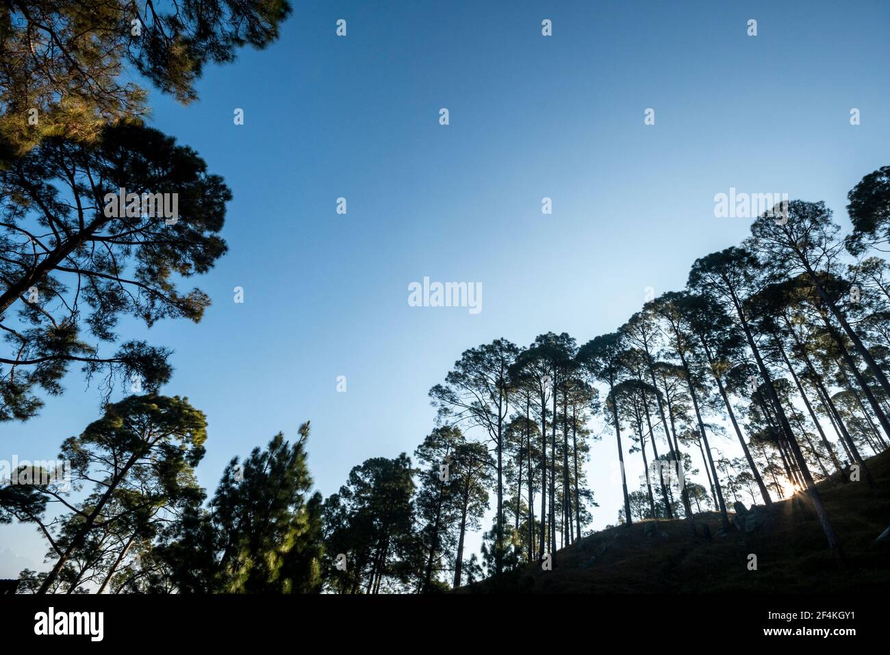 natural pine trees scenic forest landscape in foothills of himalaya ...