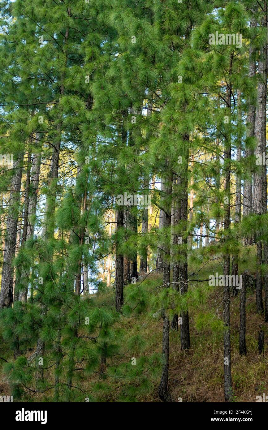 natural pine trees scenic forest landscape in foothills of himalaya ...