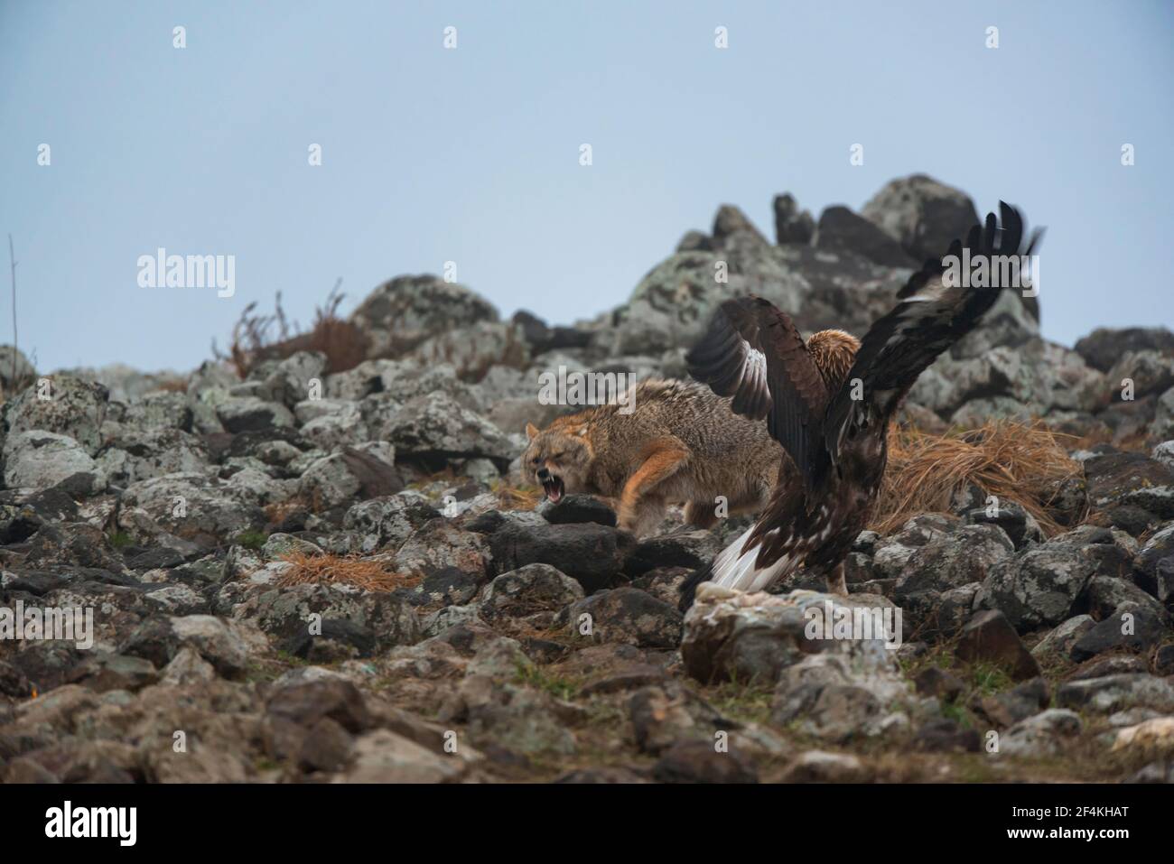 Eagle with jackal Stock Photo - Alamy