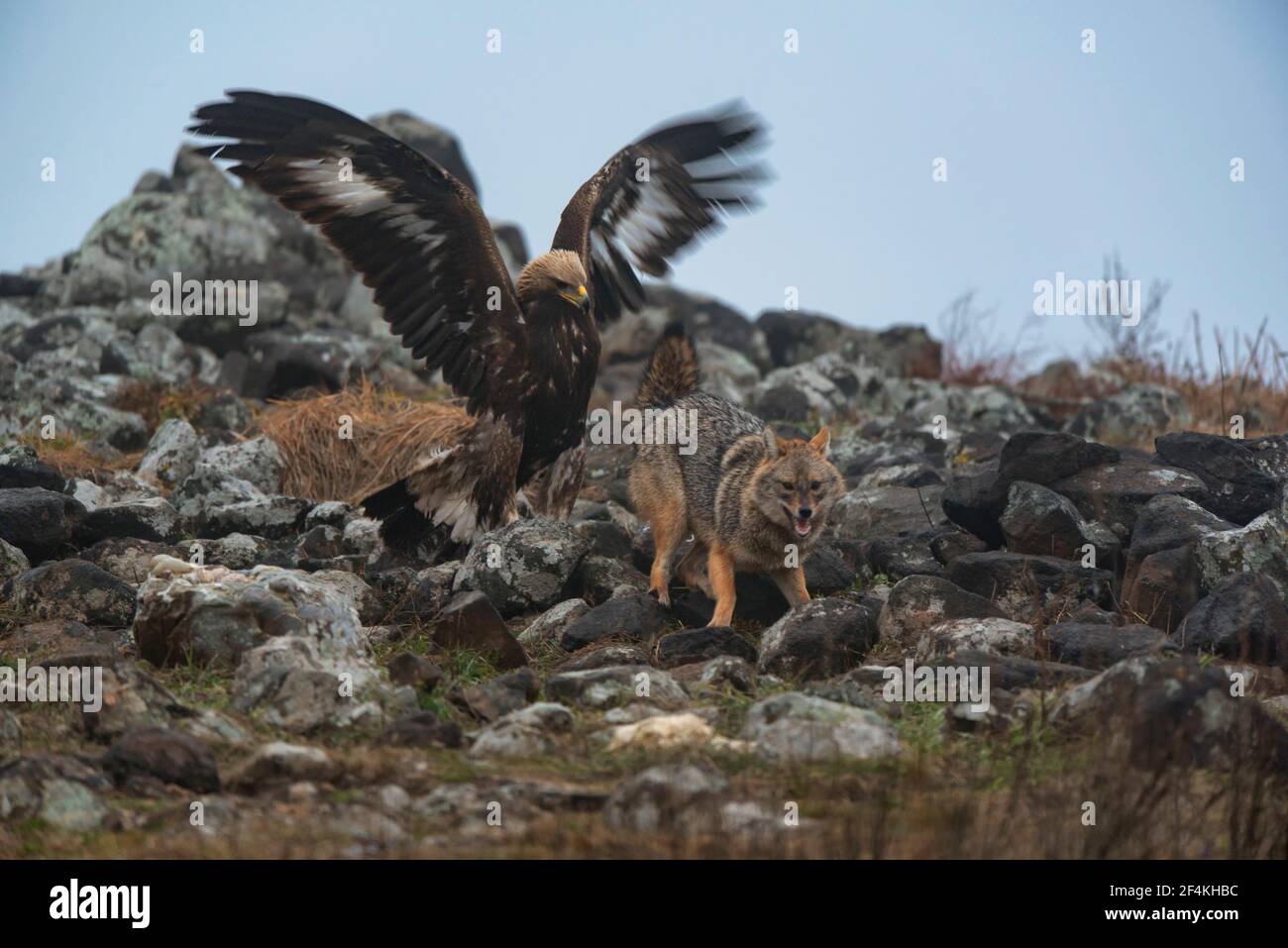 Eagle with jackal Stock Photo - Alamy