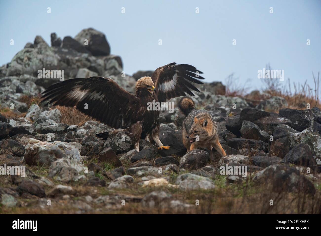 Jackal hunting bird hi-res stock photography and images - Alamy