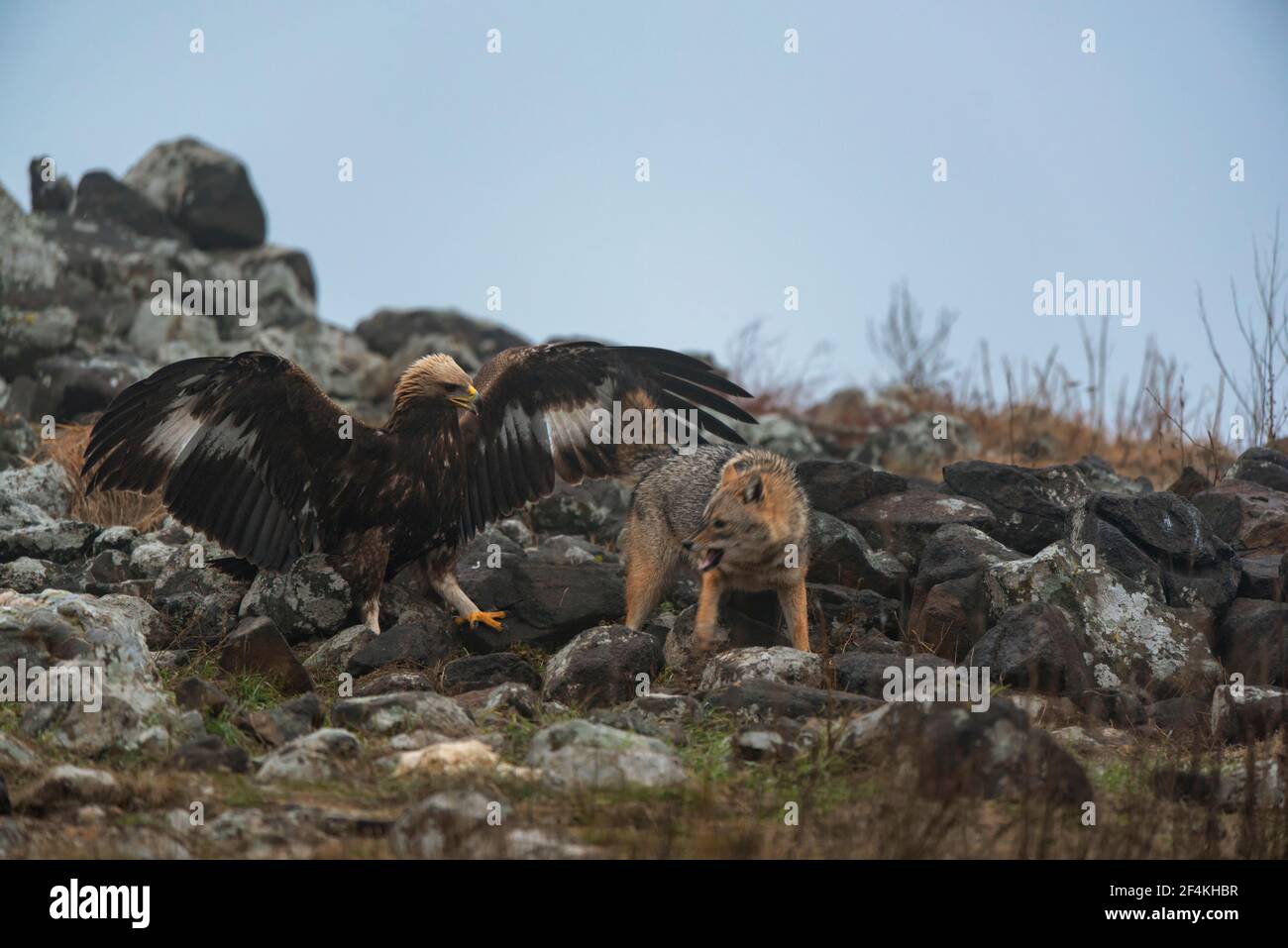 Eagle with jackal Stock Photo - Alamy