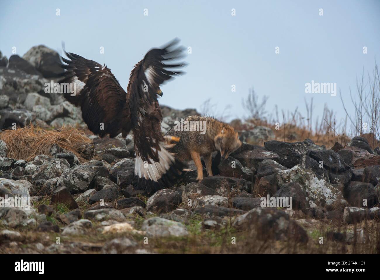 Eagle with jackal Stock Photo - Alamy