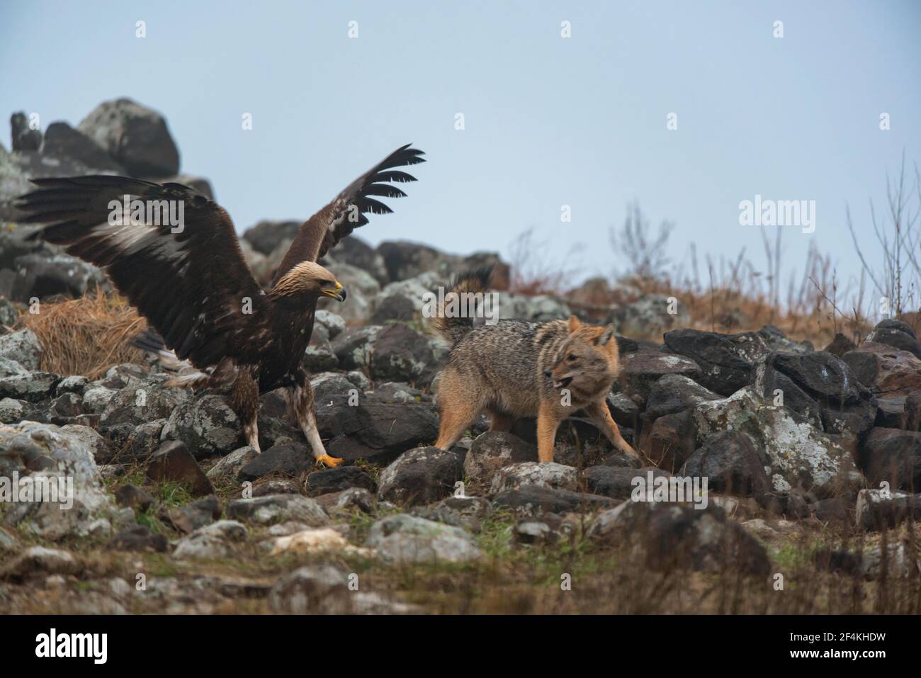 Jackal hunting bird hi-res stock photography and images - Alamy