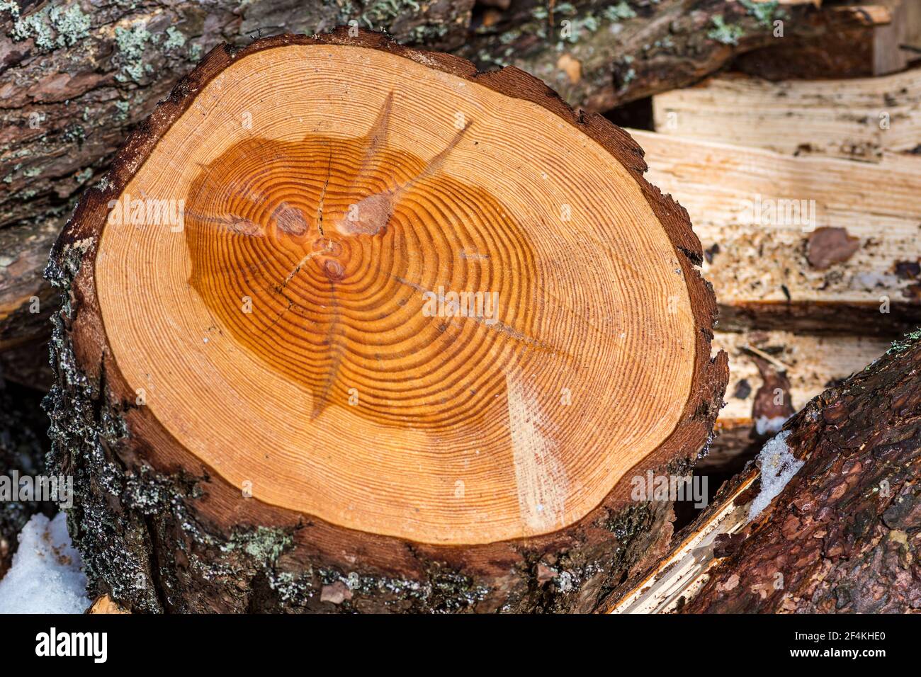 Large circular piece of wood cross section with trunk tree rings ...