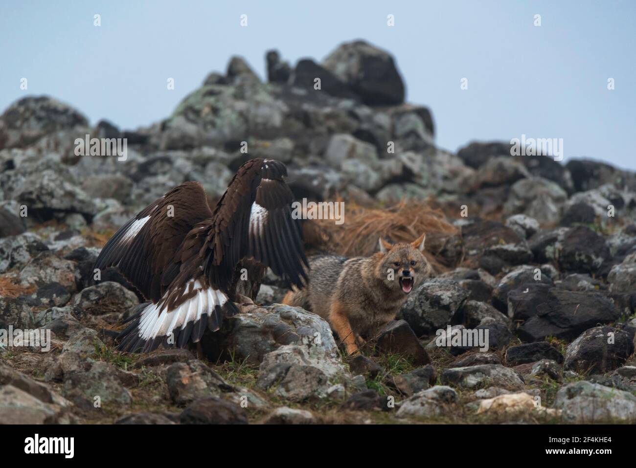 Eagle with jackal Stock Photo - Alamy