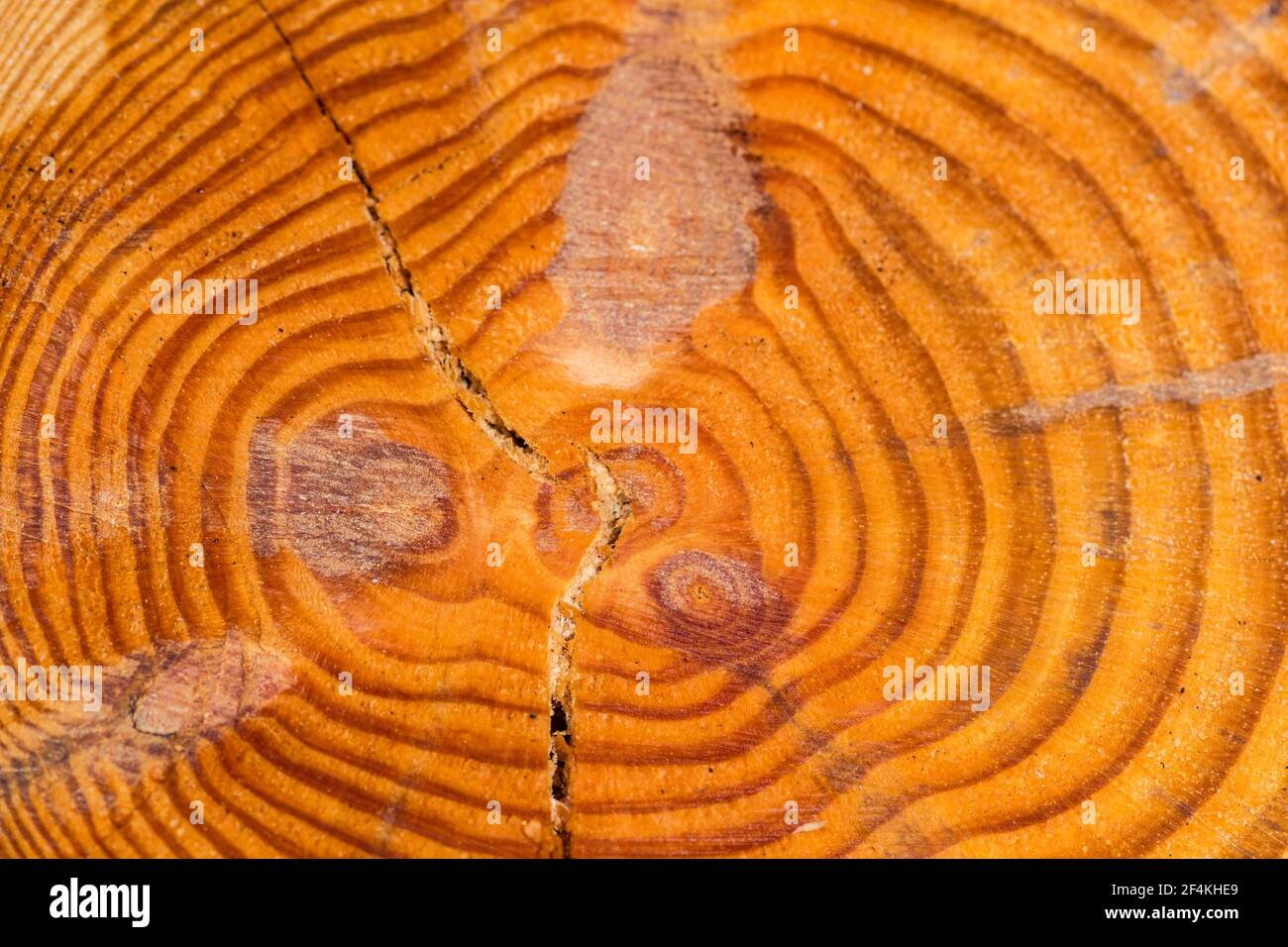 Large circular piece of wood cross section with trunk tree rings ...