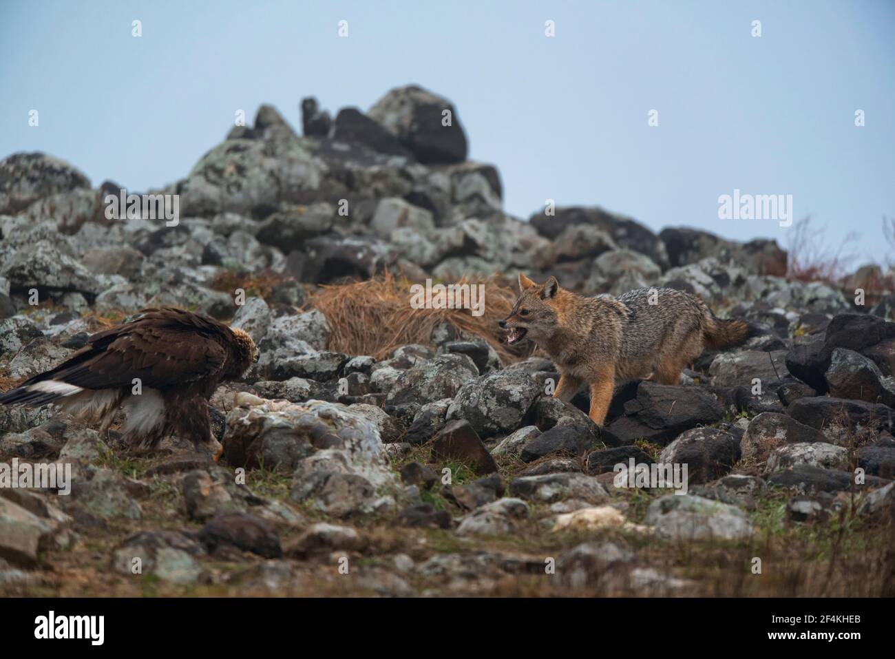 Jackal hunting bird hi-res stock photography and images - Alamy