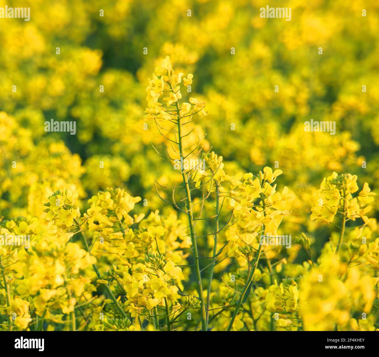 Compressed flowers hi-res stock photography and images - Alamy