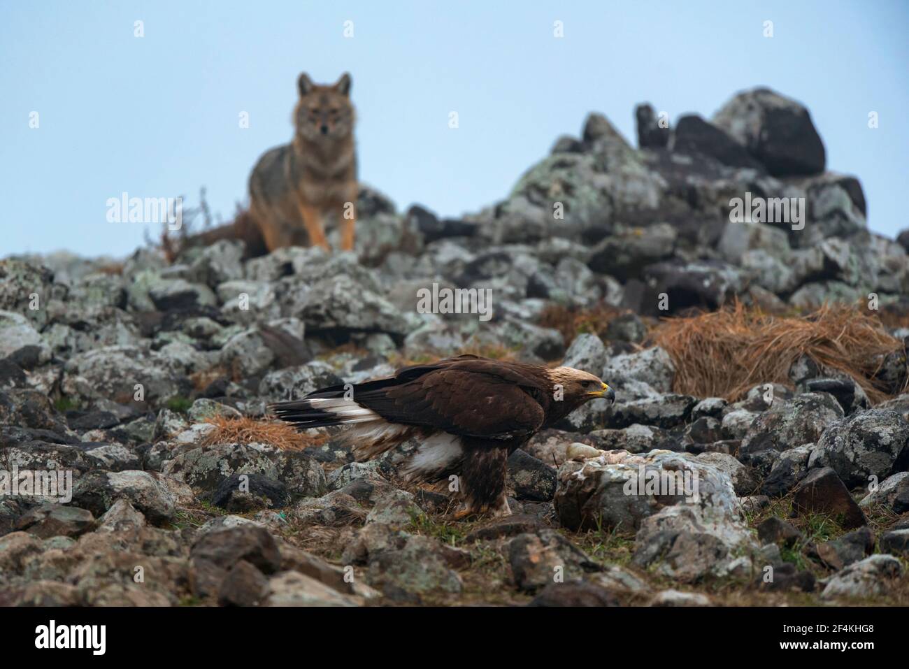 Jackal hunting bird hi-res stock photography and images - Alamy