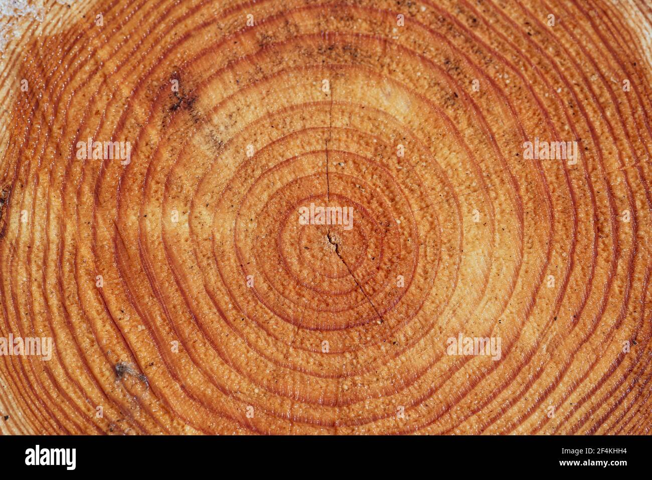 Large circular piece of wood cross section with trunk tree rings ...