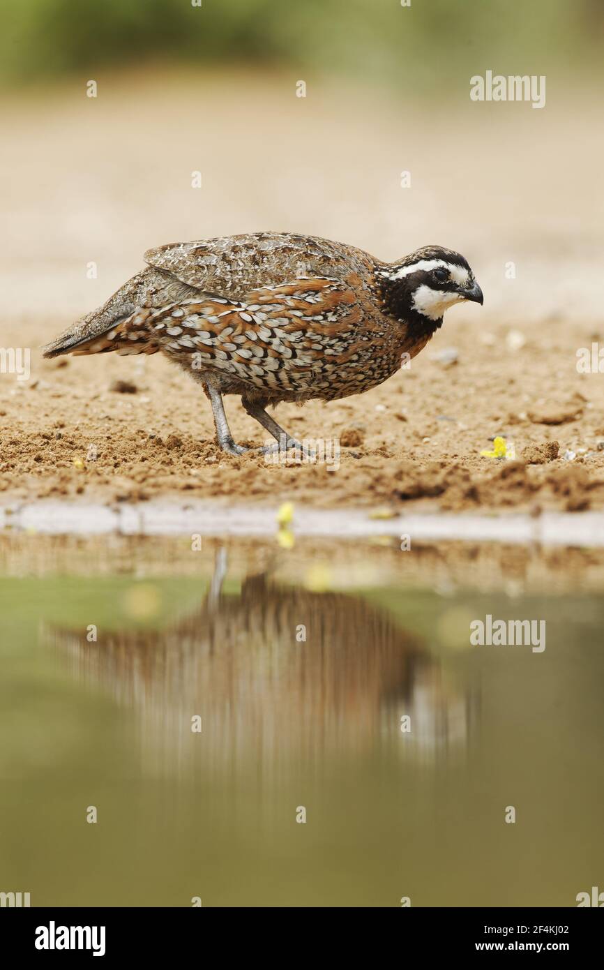Calinus hi-res stock photography and images - Alamy