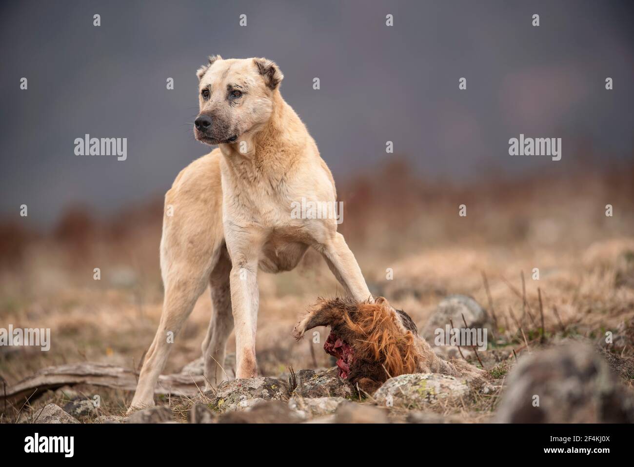Dogs wildlife hi-res stock photography and images - Alamy