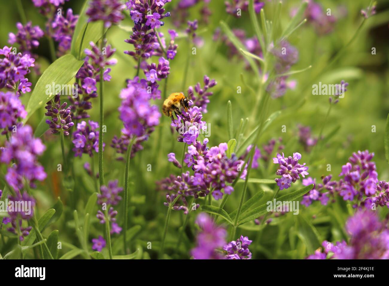 Bee garden meadow hi-res stock photography and images - Alamy