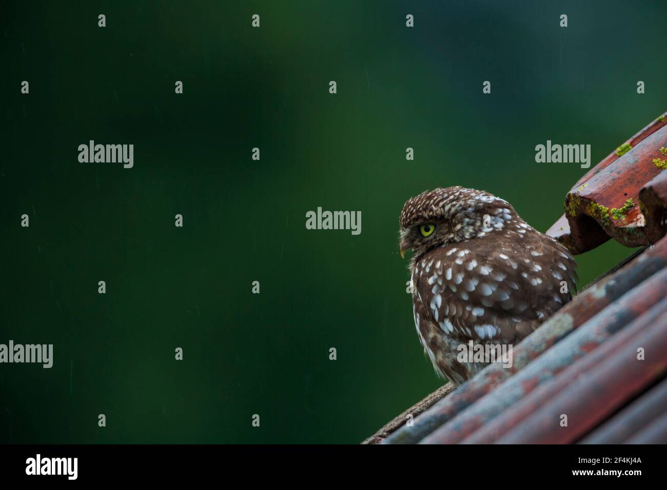 A Little Owl at it's roost site Stock Photo - Alamy