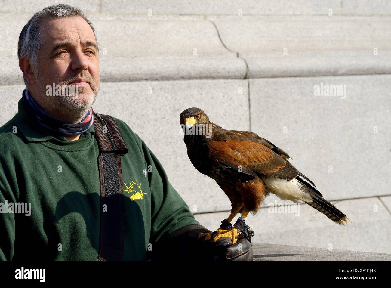 Trained hawk hi-res stock photography and images - Alamy
