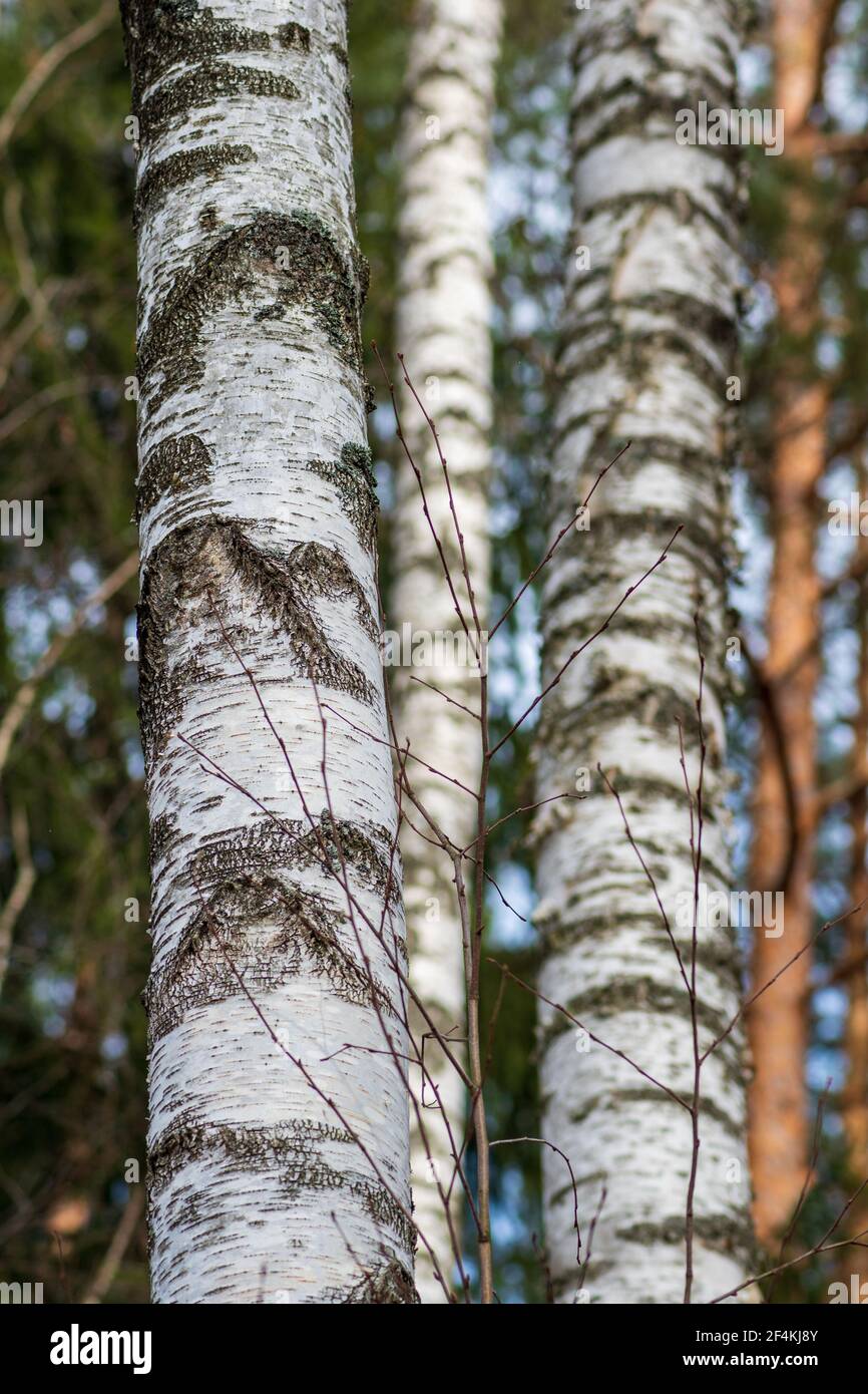 Birch Bark Background