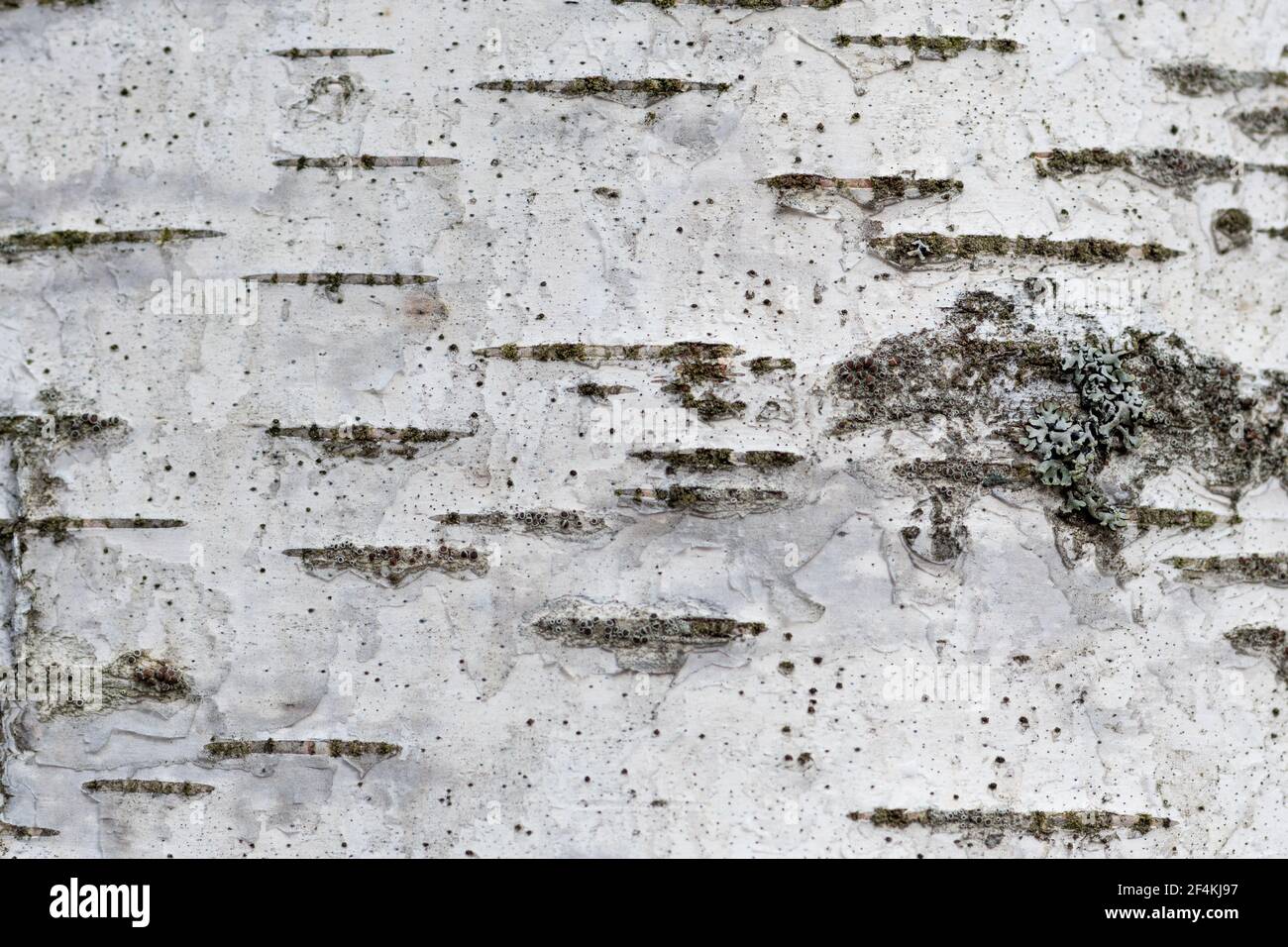 White skin tree hi-res stock photography and images - Alamy