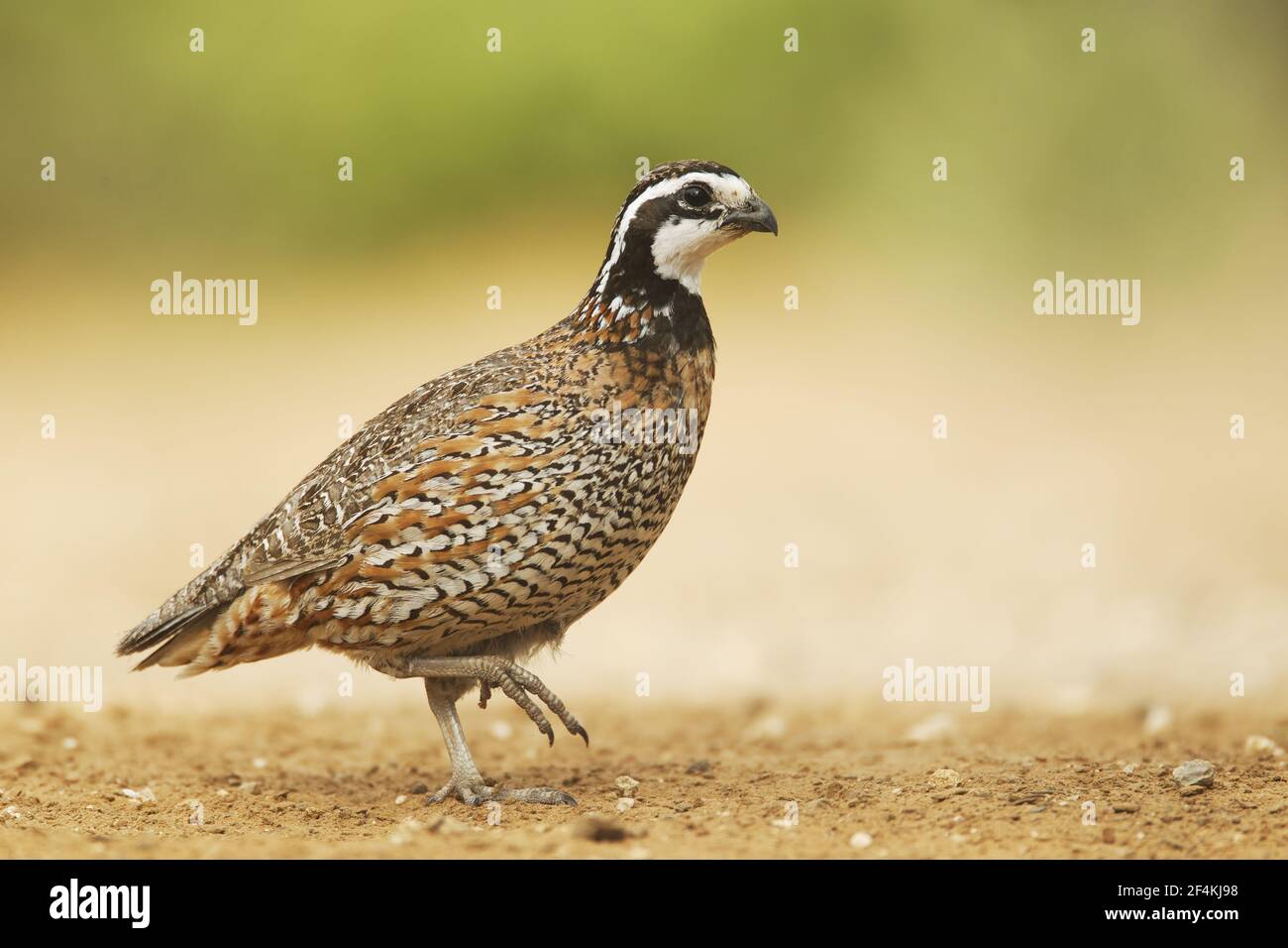 Bobwhite hi-res stock photography and images - Alamy