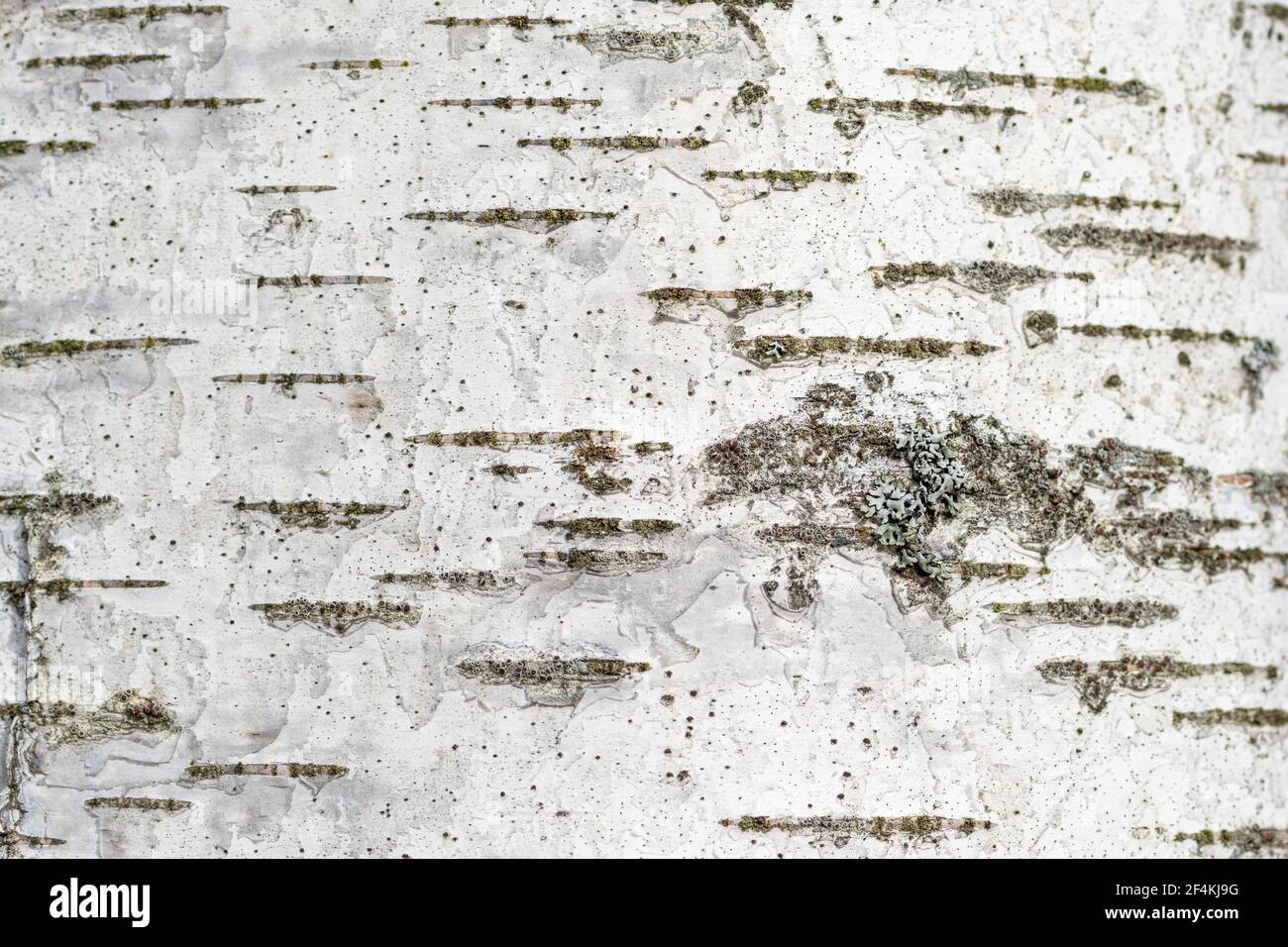 White skin tree hi-res stock photography and images - Alamy