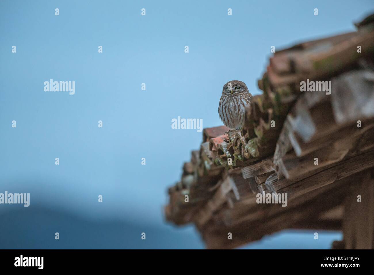 Sycek hi-res stock photography and images - Alamy