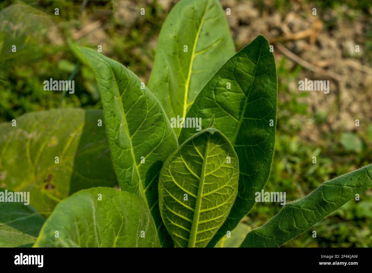 Green leaf and dried tobacco leaves are mainly used for smoking in ...