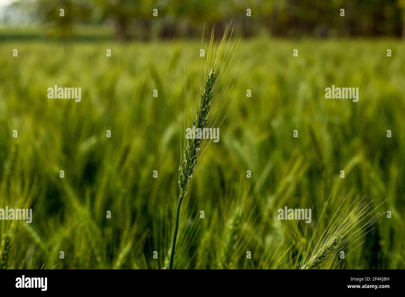 Einkorn is the most primitive form of wheat on Earth and wheat is a ...