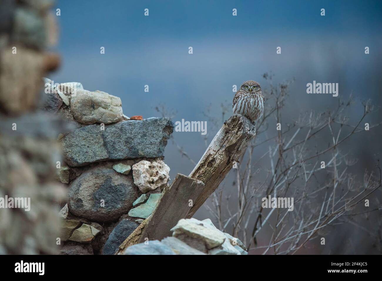 Sycek hi-res stock photography and images - Alamy