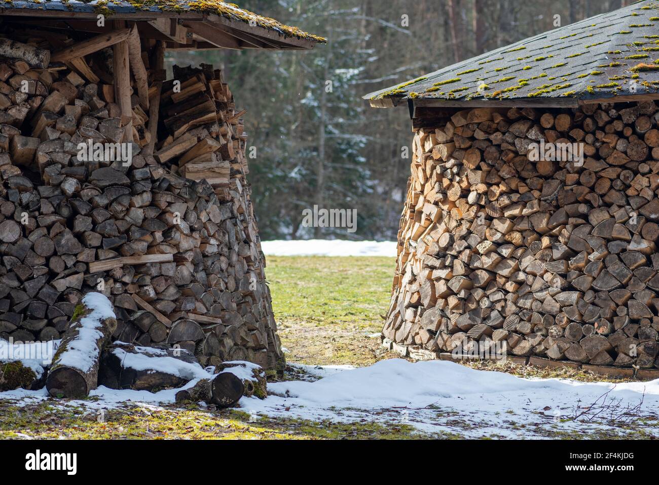 Pile of cut conifer logs hi-res stock photography and images - Alamy