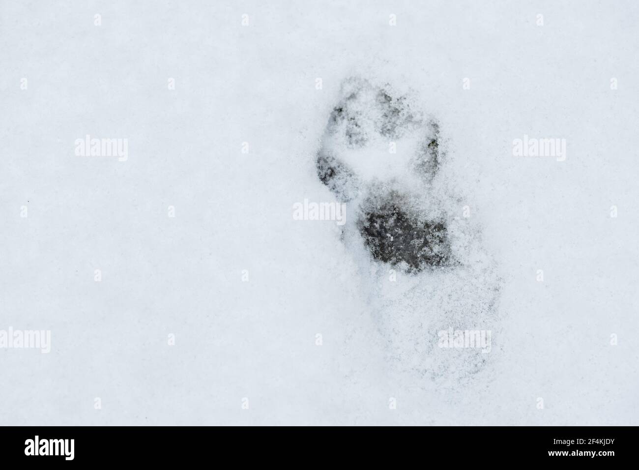 Fox footprints woods hi-res stock photography and images - Alamy