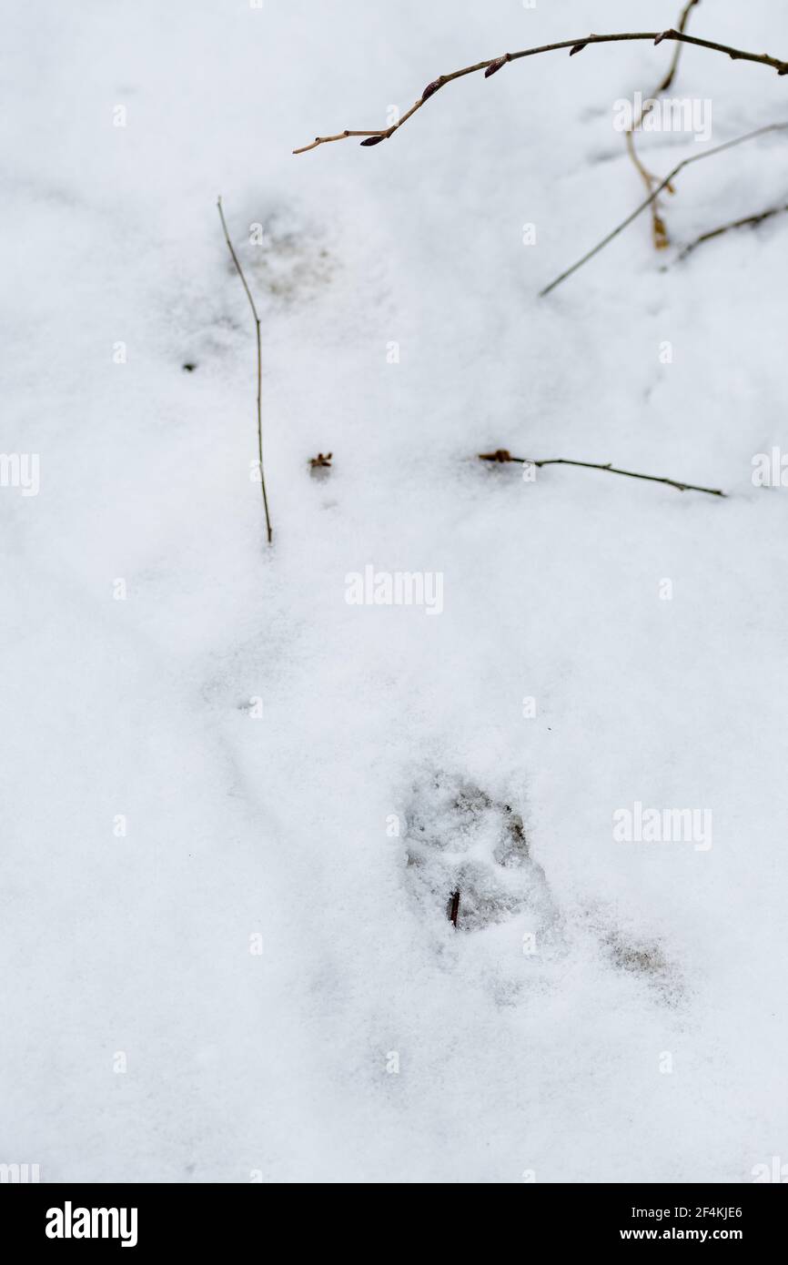 Fox footprints woods hi-res stock photography and images - Alamy