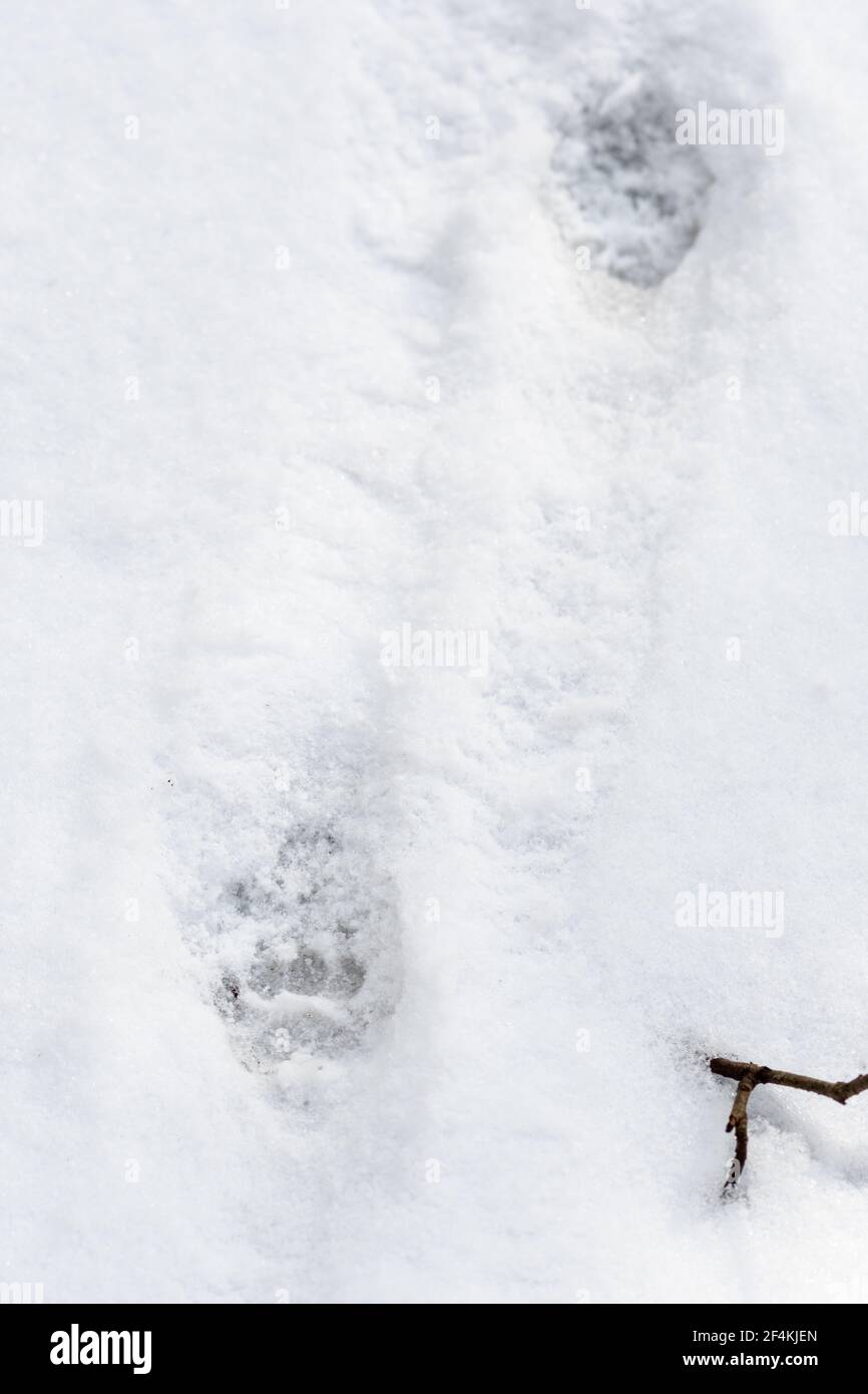 Badger footprint in the snow in winter or spring in the forest or woods ...