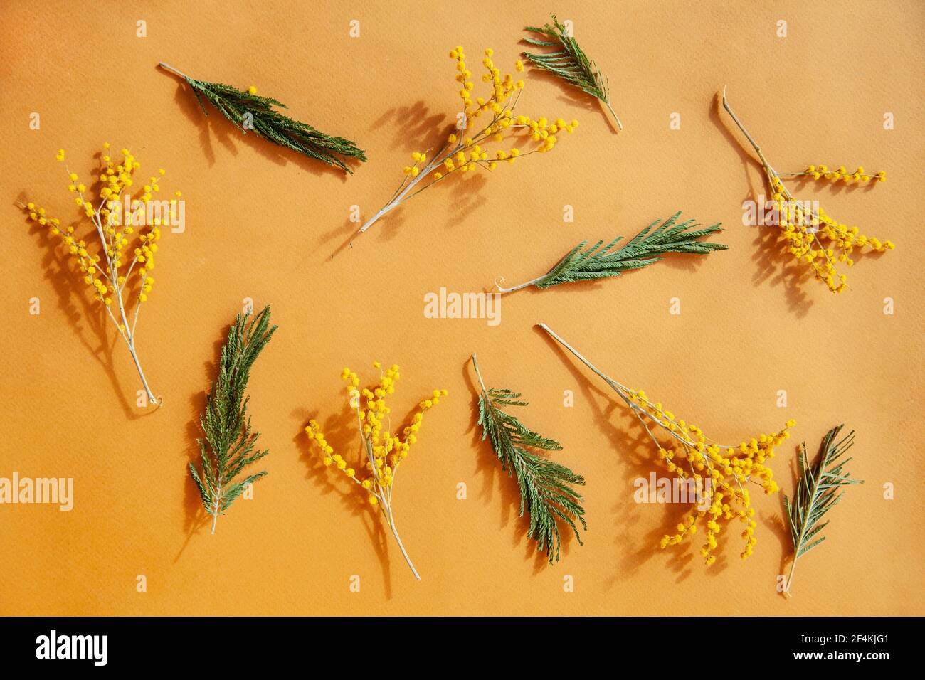 Composition of fresh plant twigs against yellow background Stock Photo ...