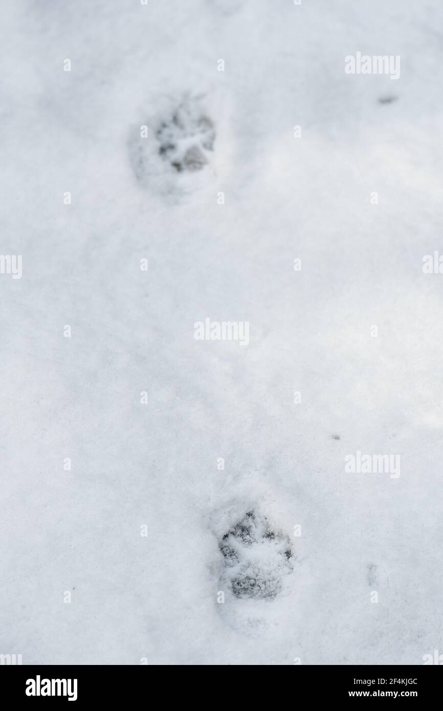 Fox footprint hi-res stock photography and images - Alamy