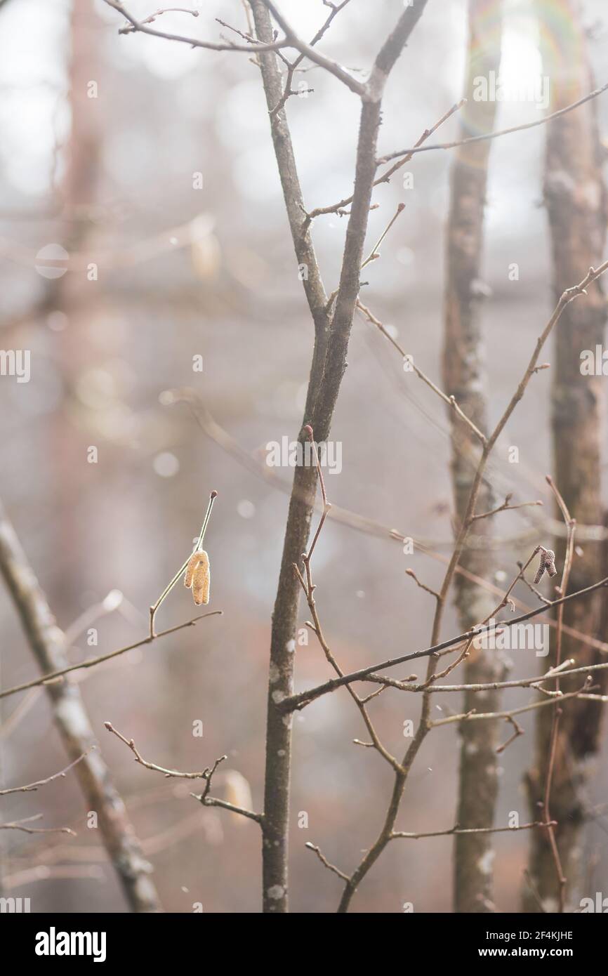 Temperature rain forest hi-res stock photography and images - Alamy