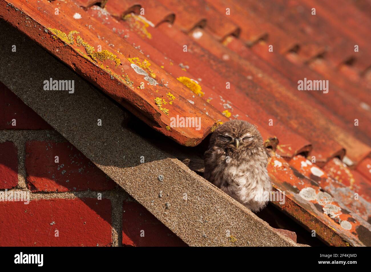 A Little Owl at it's roost site Stock Photo - Alamy