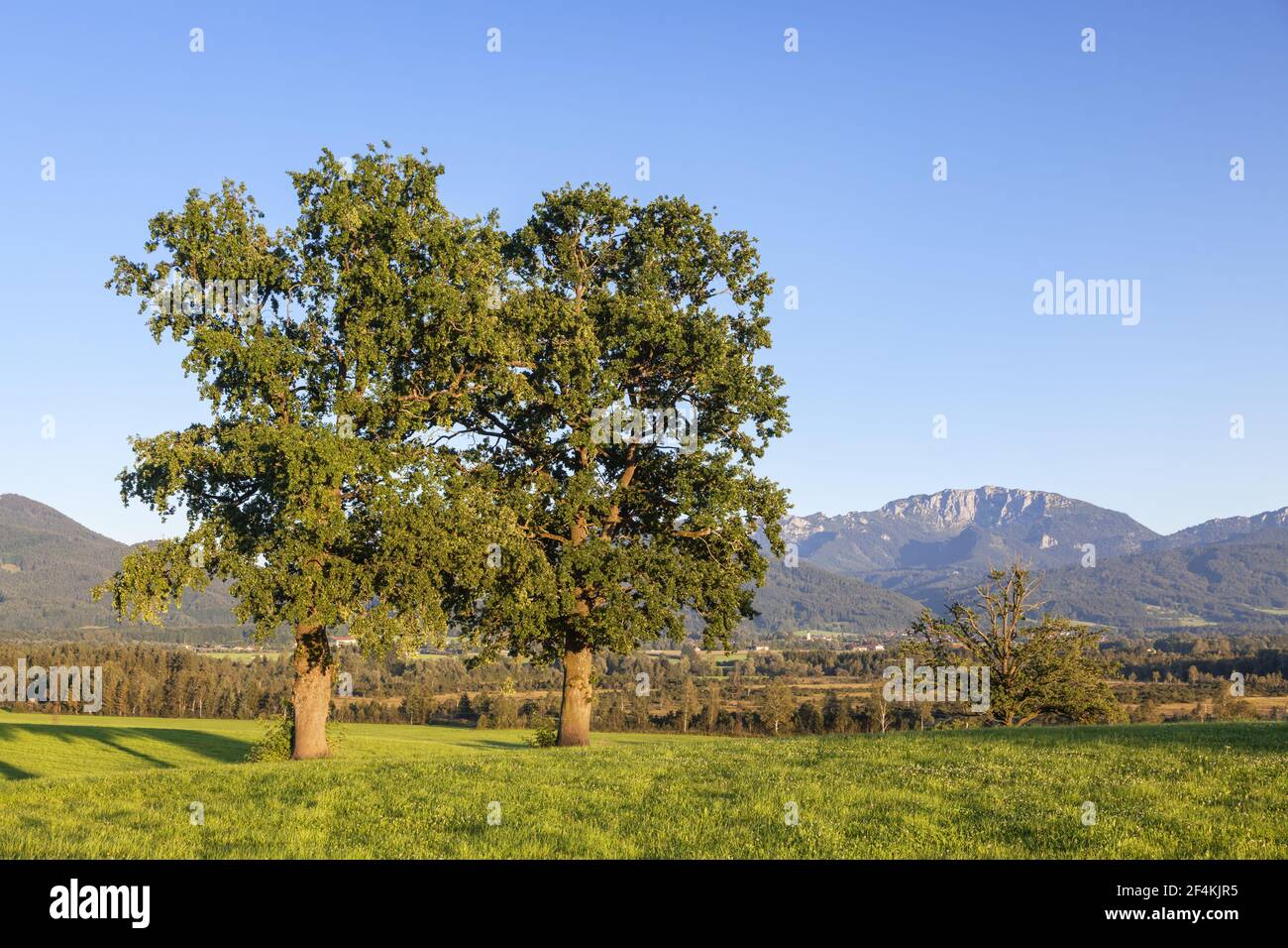 geography / travel, Germany, Bavaria, Penzberg, oak at Penzberg, the ...