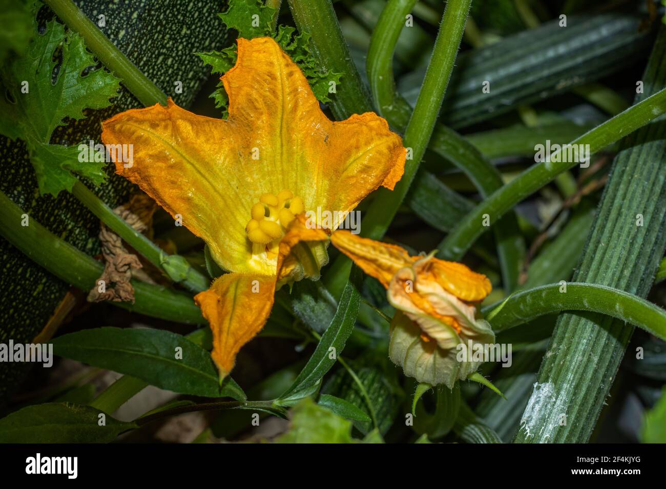 Squash or Cucurbita flower is a genus of herbaceous vines in the gourd ...
