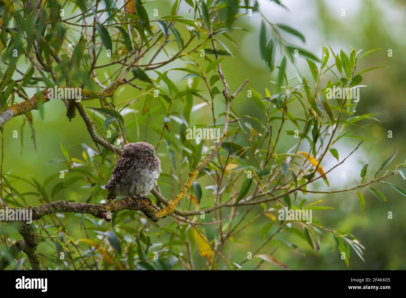 Roost tree hi-res stock photography and images - Alamy
