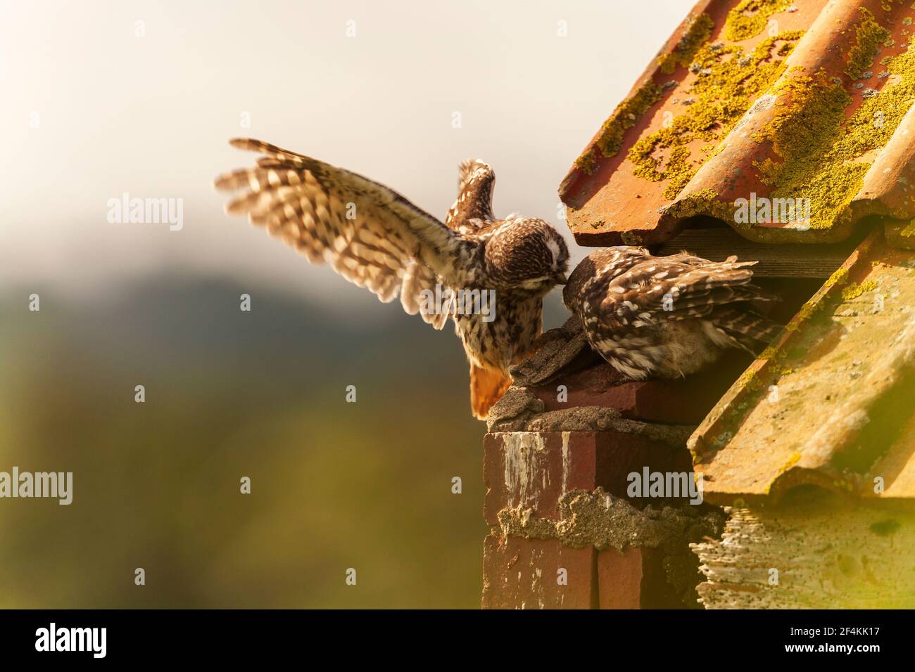 A Little Owl at it's roost site Stock Photo - Alamy