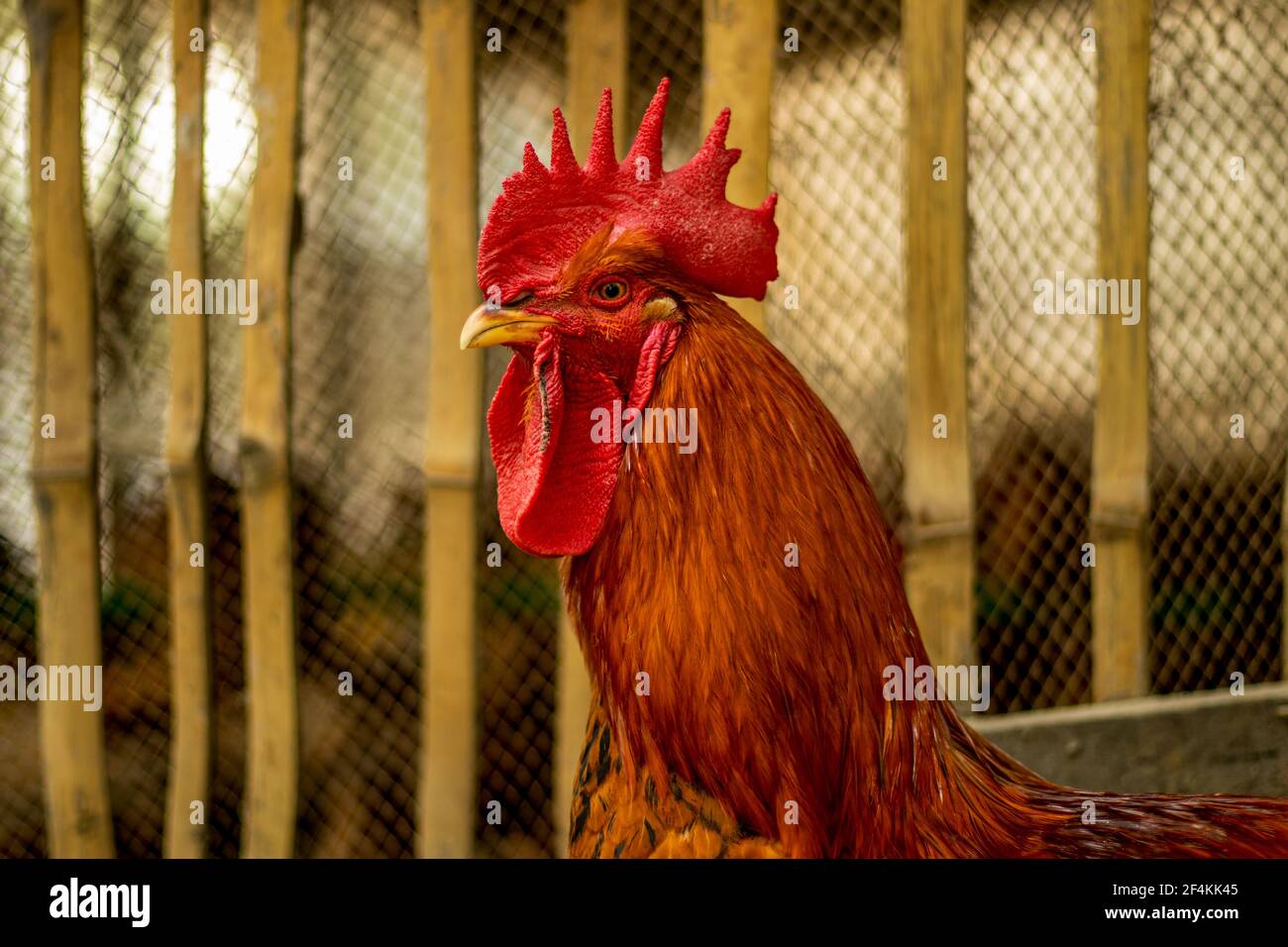 Big red rooster hi-res stock photography and images - Alamy