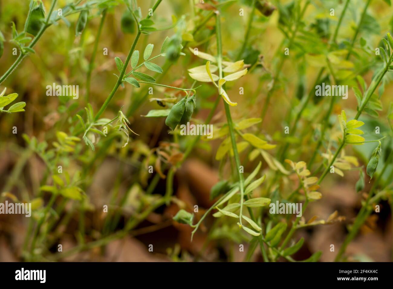 Red lentil boston hi-res stock photography and images - Alamy