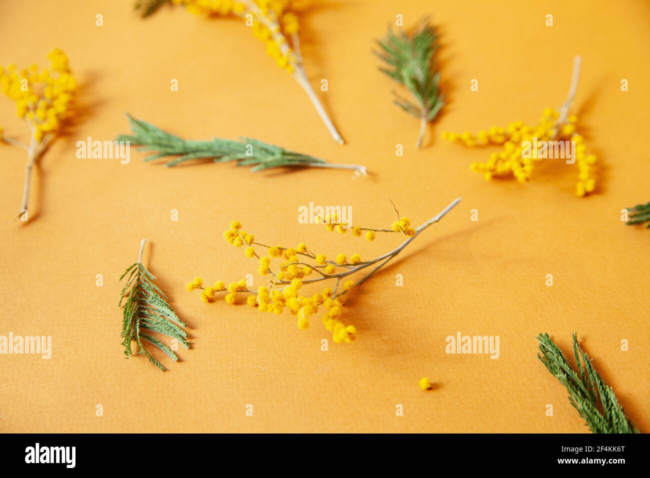 Composition of fresh plant twigs against yellow background Stock Photo ...
