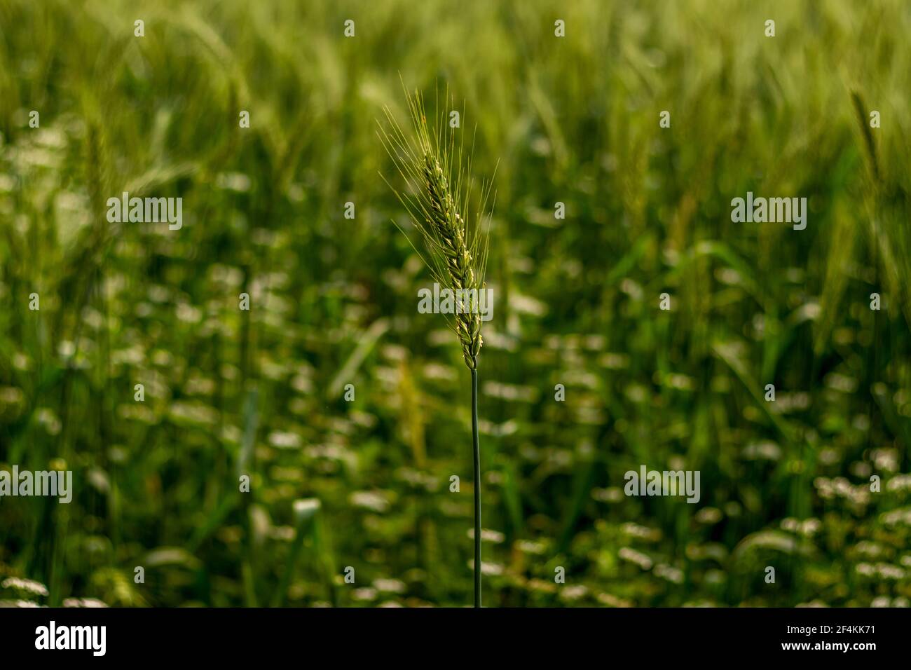 Grain staple food hi-res stock photography and images - Alamy