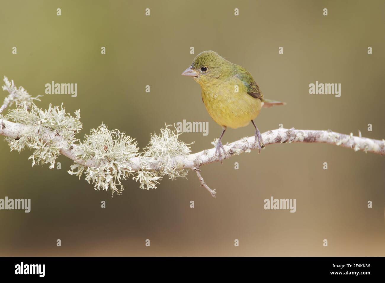 Painted Bunting - female Passerina ciris South Texas, USA BI022652 ...